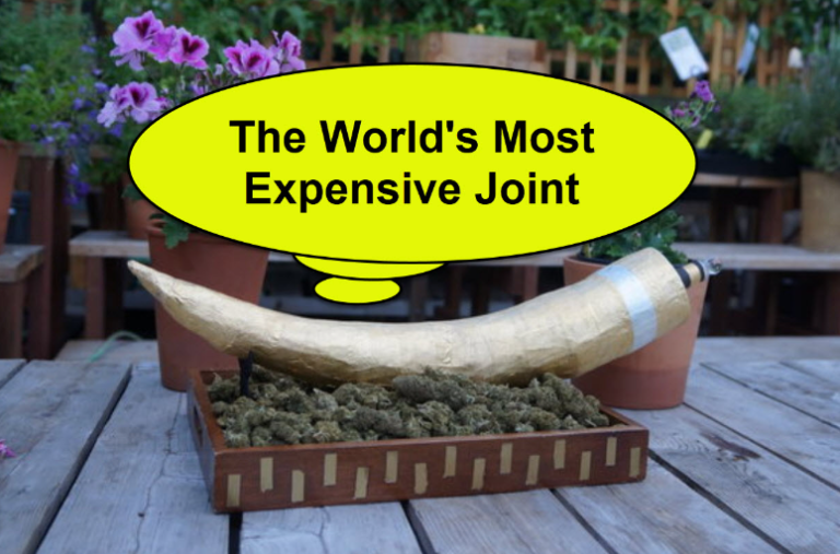 Biggest Joint Ever - The Craziest Marijuana World Records